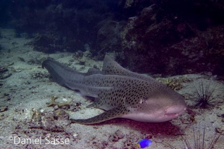 Zebra shark stunning underwater video | The Ocean Project